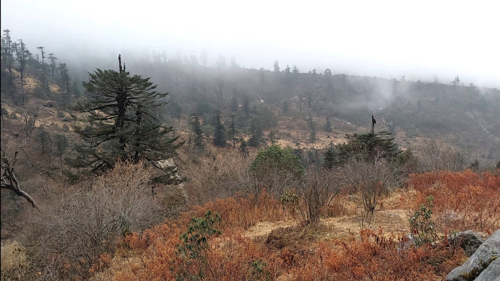 Investigating and Addressing Tiger Conservation in Sikkim – Global ...